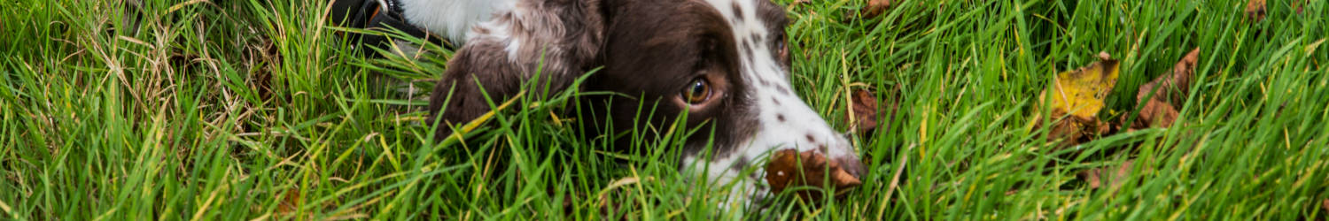 Scat Detection – Conservation Dogs