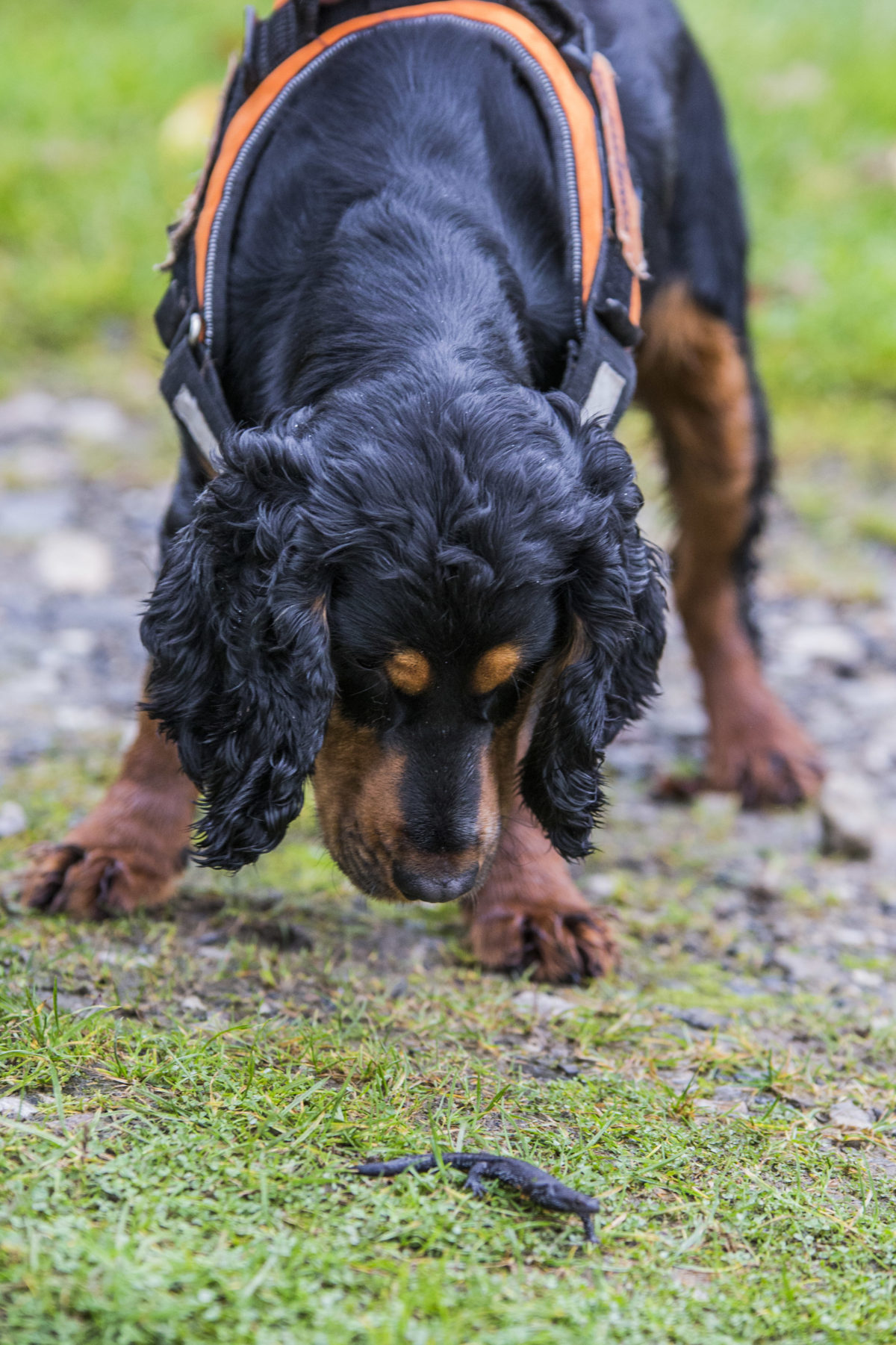 Rocky, the world’s first scientifically proven great crested newt ...